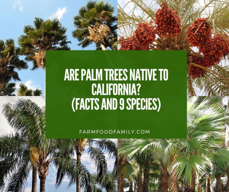 Are Palm Trees Native To California? (Facts and 9 Species)