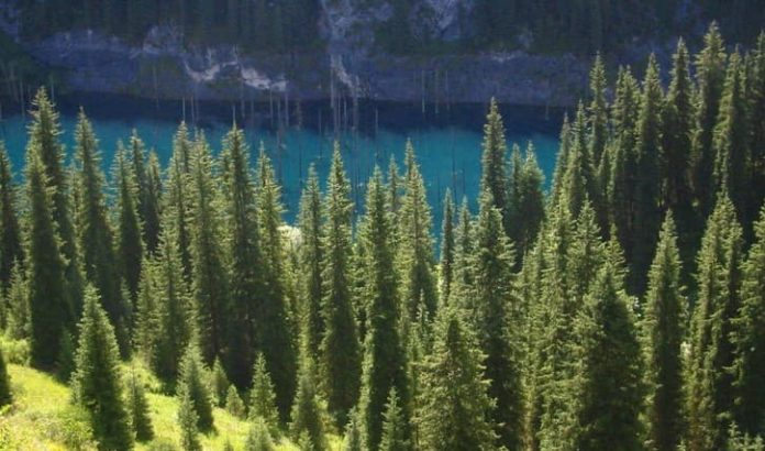 35+ Types of Spruce Trees & Shrubs for Landscaping (Photos)