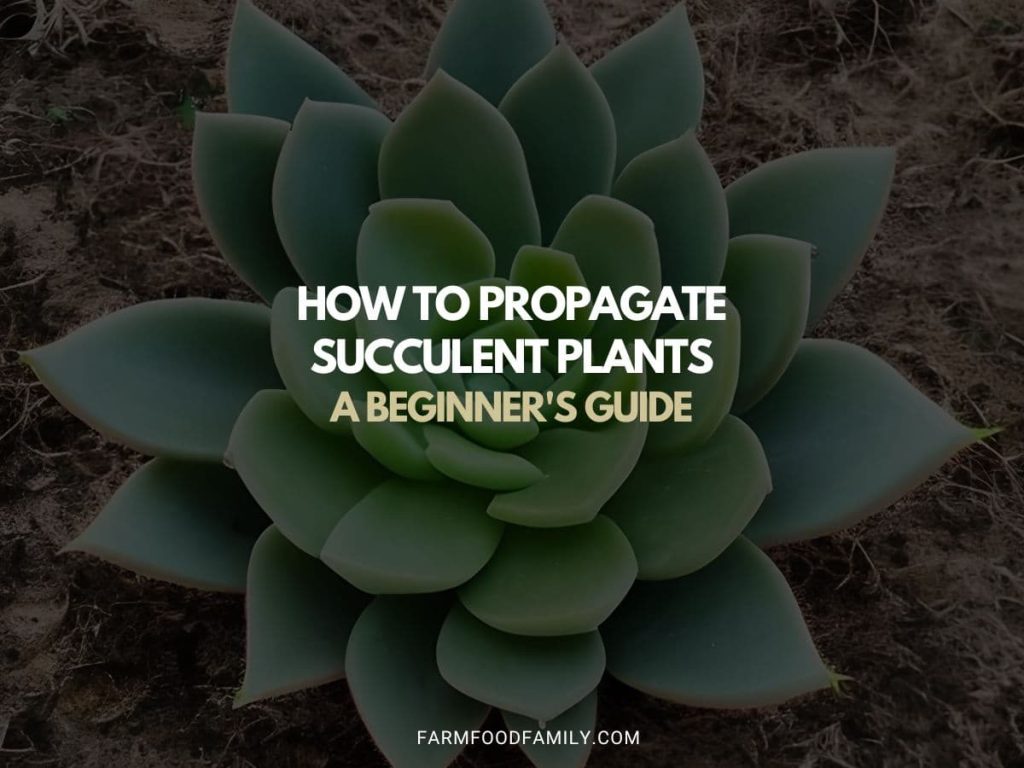 How to Propagate Succulent Plants: A Beginner's Guide