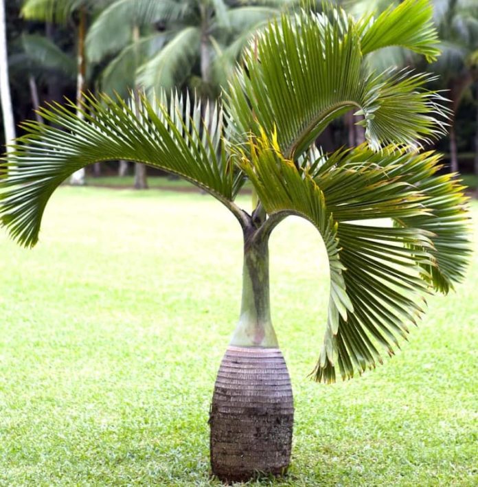 How to Grow and Care for Bottle Palm Trees (Hyophorbe lagenicaulis)