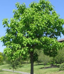 20 Trees with Heart-Shaped Leaves: Identification Guide