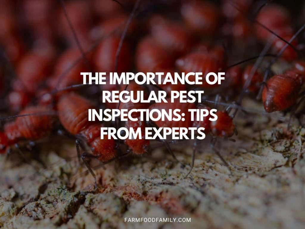 The Importance of Regular Pest Inspections: Tips from Experts