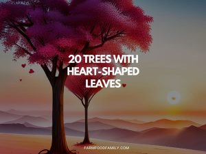20 Trees with Heart-Shaped Leaves: Identification Guide