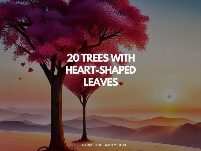 20 Trees with Heart-Shaped Leaves: Identification Guide