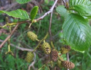 15 Types of Alder Trees By Species & Region (With Pictures)