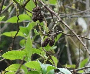15 Types of Alder Trees By Species & Region (With Pictures)