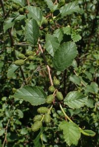 15 Types of Alder Trees By Species & Region (With Pictures)