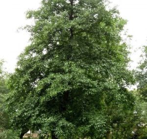 15 Types of Alder Trees By Species & Region (With Pictures)