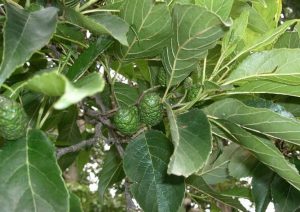 15 Types of Alder Trees By Species & Region (With Pictures)