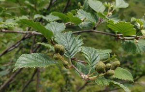 15 Types of Alder Trees By Species & Region (With Pictures)