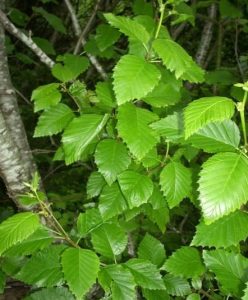 15 Types of Alder Trees By Species & Region (With Pictures)