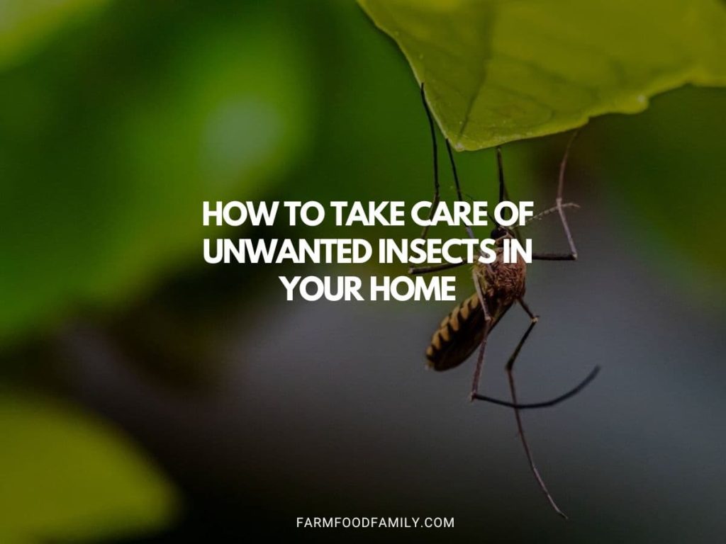 How To Take Care Of Unwanted Insects In Your Home - FarmFoodFamily