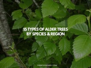 15 Types of Alder Trees By Species & Region (With Pictures)