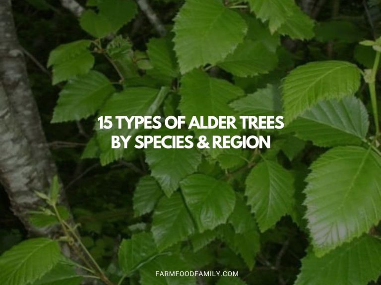15 Types of Alder Trees By Species & Region (With Pictures)
