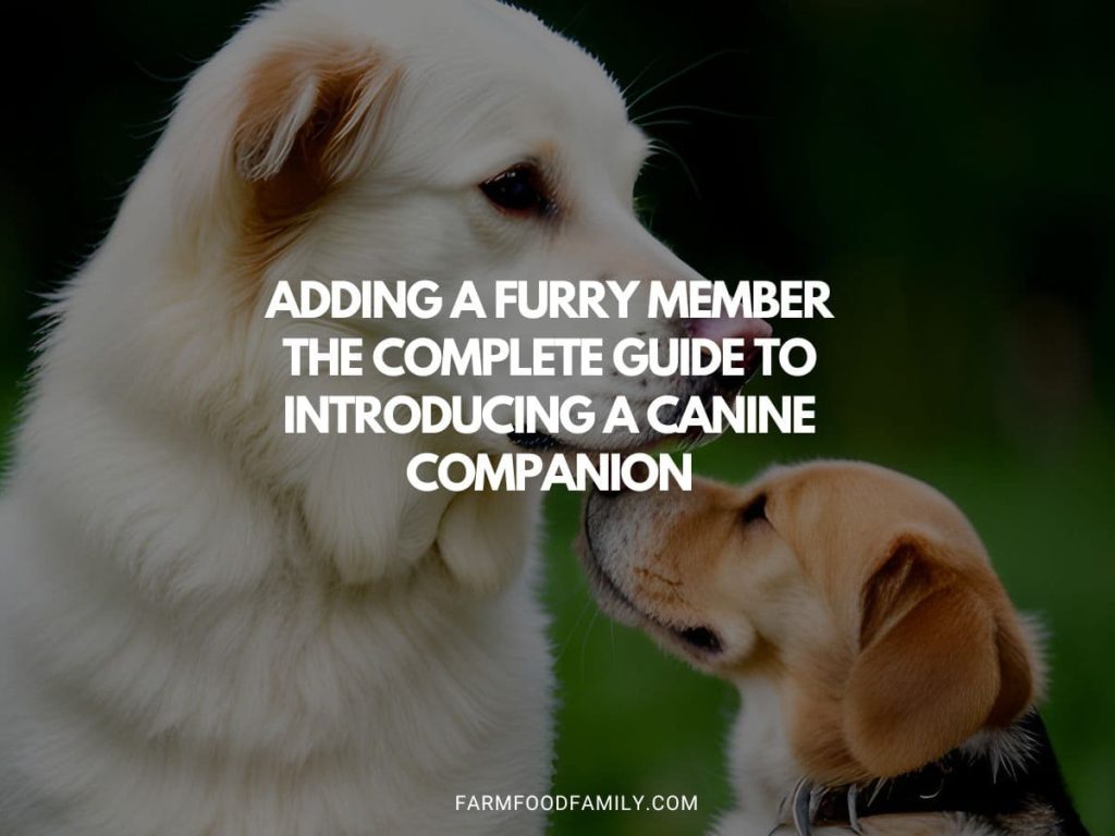 Adding a Furry Member: The Complete Guide to Introducing a Canine Companion