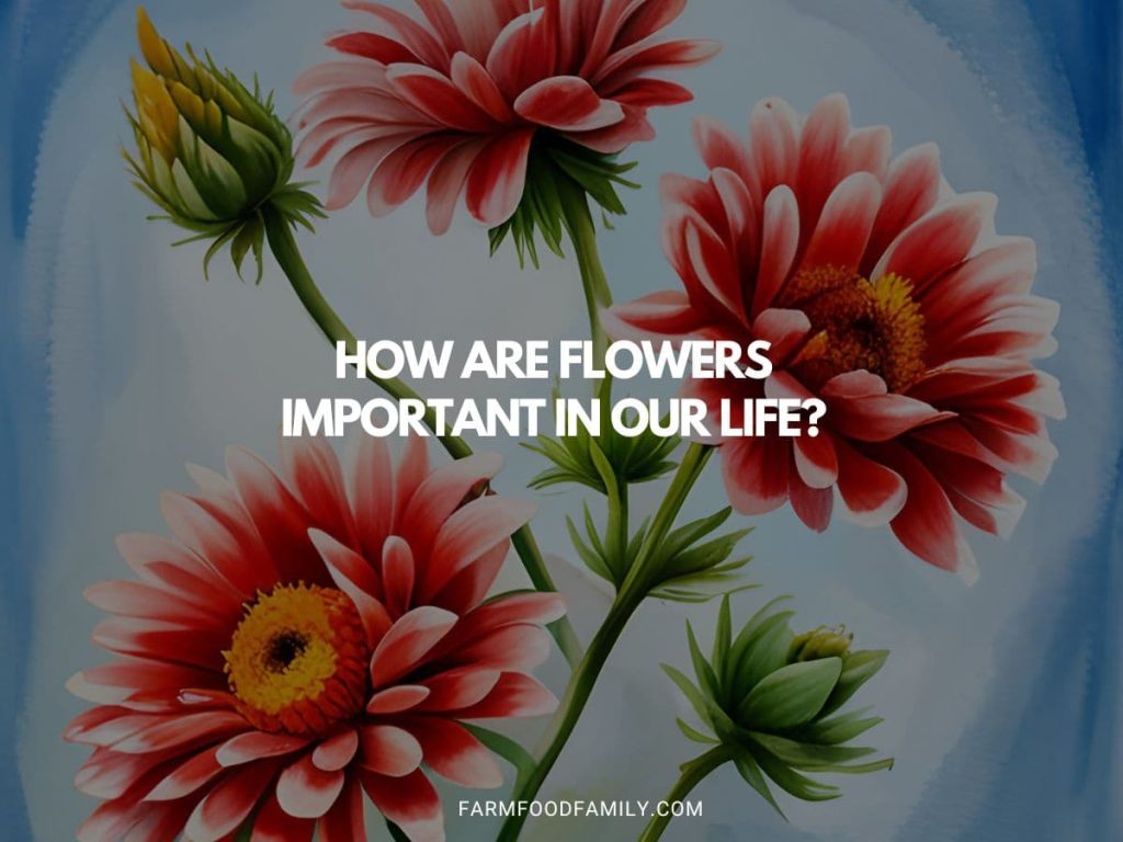 How Are Flowers Important In Our Life? - FarmFoodFamily