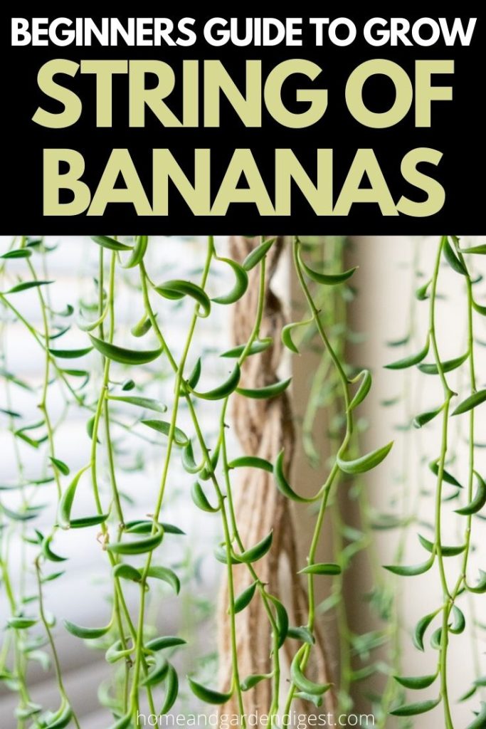 How To Grow and Care For Senecio radicans 'String Of Bananas ...