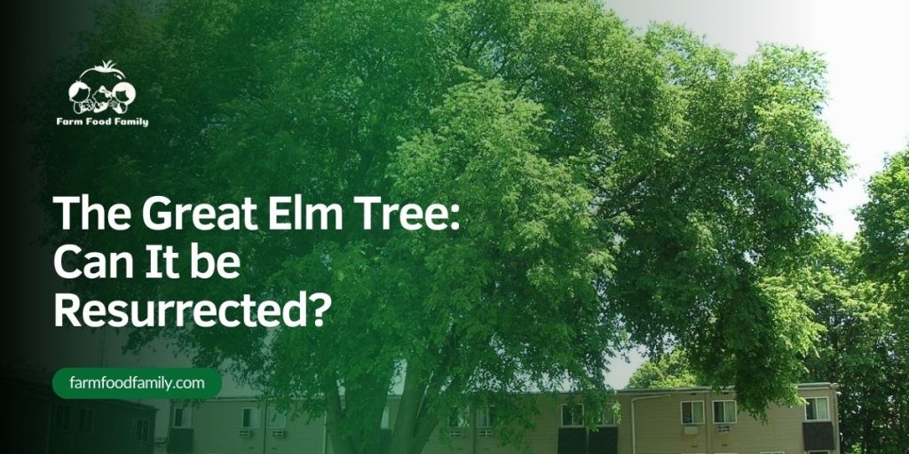 The Great Elm Tree: Can It be Resurrected? - FarmFoodFamily