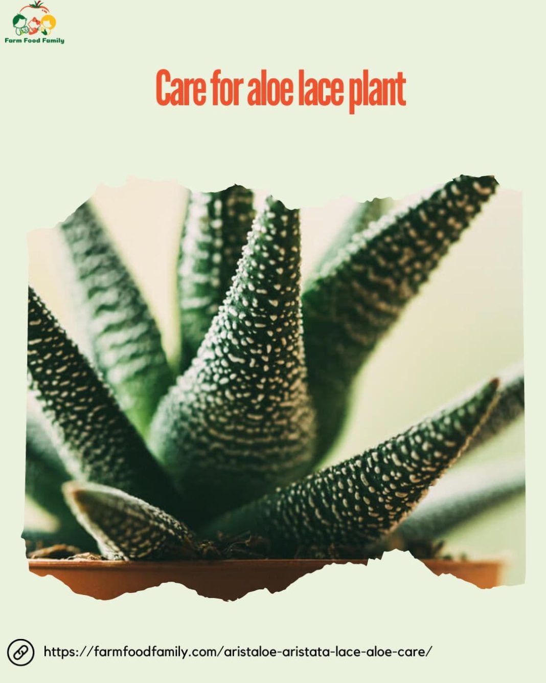 How To Grow and Care For Aristaloe aristata 'Lace Aloe'
