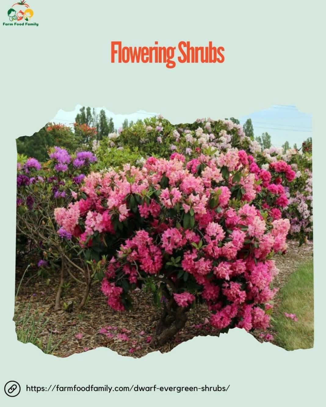 39+ Small and Dwarf Evergreen Shrubs For Small Gardens (With Photos)