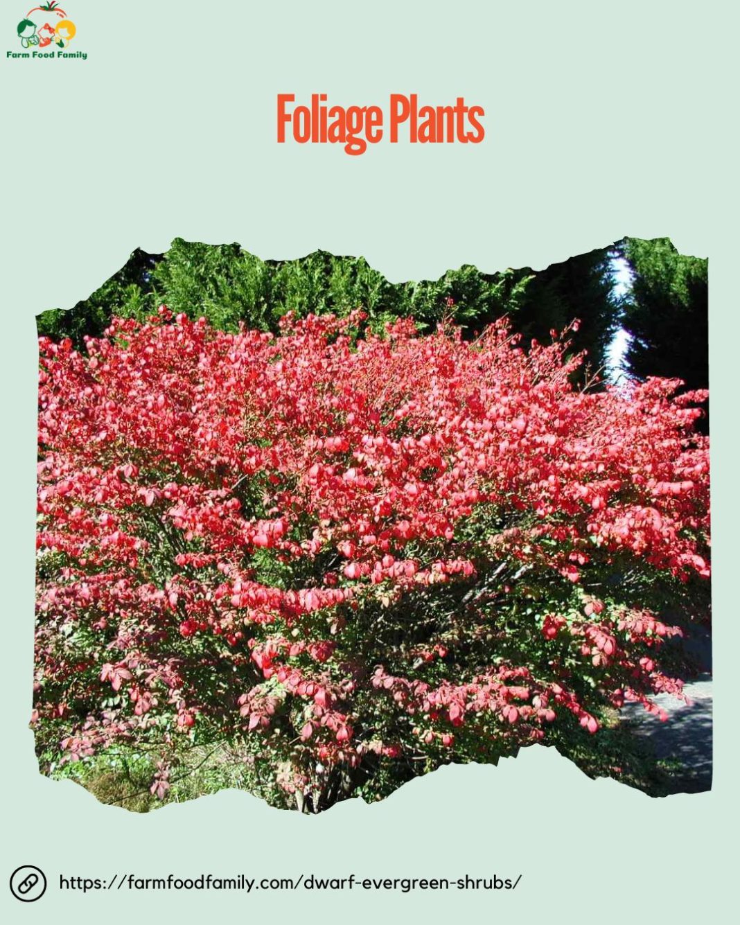 39+ Small and Dwarf Evergreen Shrubs For Small Gardens (With Photos)
