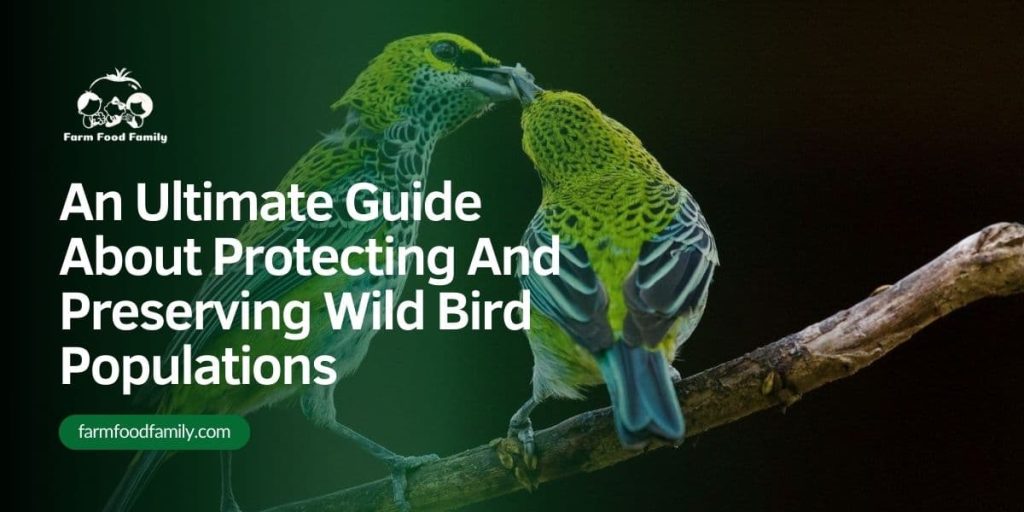 An Ultimate Guide About Protecting And Preserving Wild Bird Populations