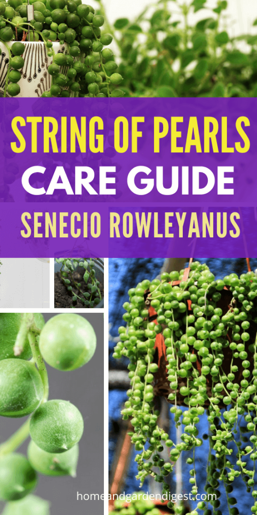 How To Grow and Care for String of Pearls Plant - FarmFoodFamily
