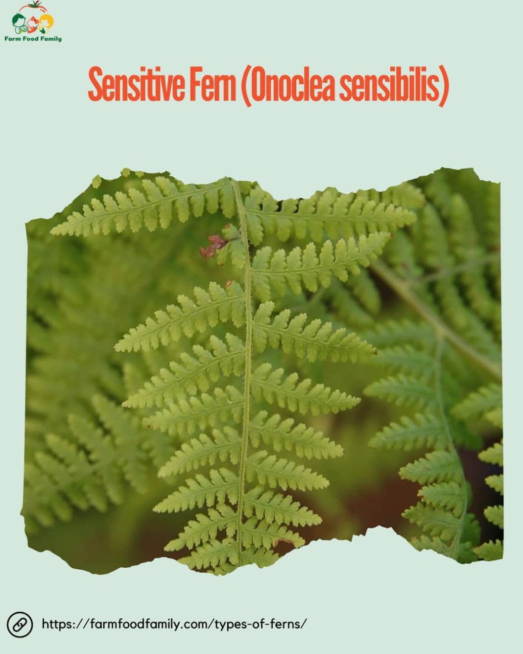 48+ Types Of Ferns (Indoor, Outdoor, Aquarium) With Photos