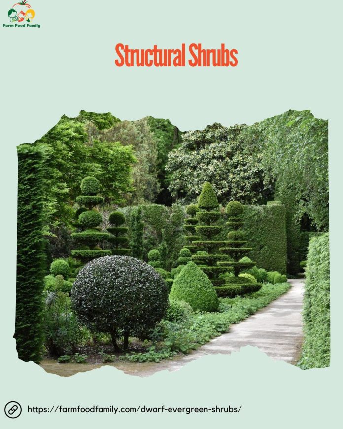 39+ Small and Dwarf Evergreen Shrubs For Small Gardens (With Photos)