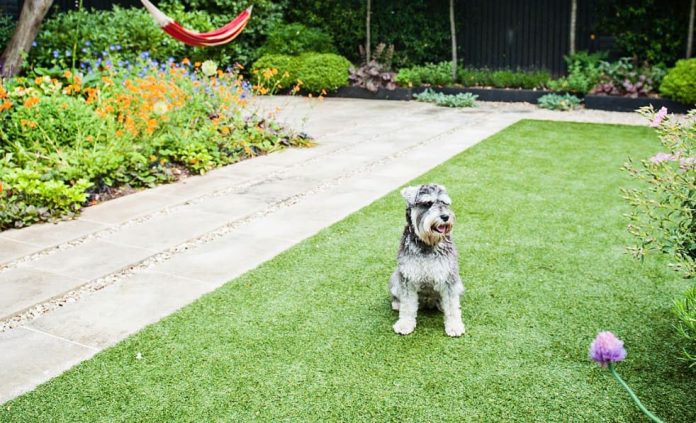 10 Creative Dog Potty Area Ideas for Your Backyard Oasis (2024)