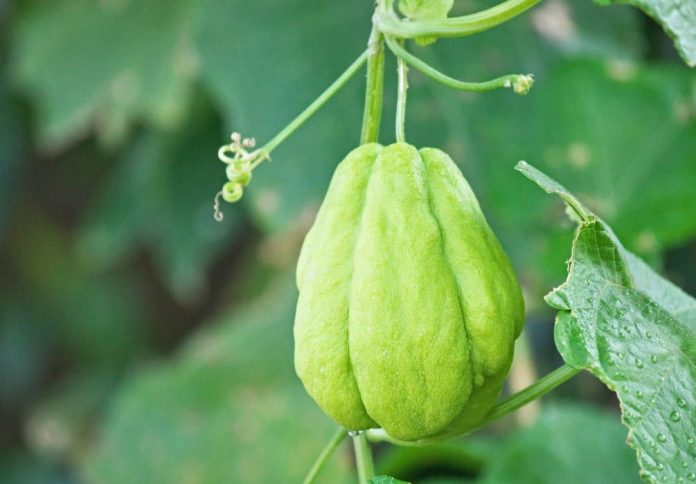 12 Best Vegetables That Grow on Trees - 2024 Picks - FarmFoodFamily
