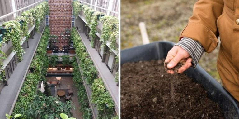 10 Essential Backyard Garden Hacks: New Ways to Garden 2024 ...