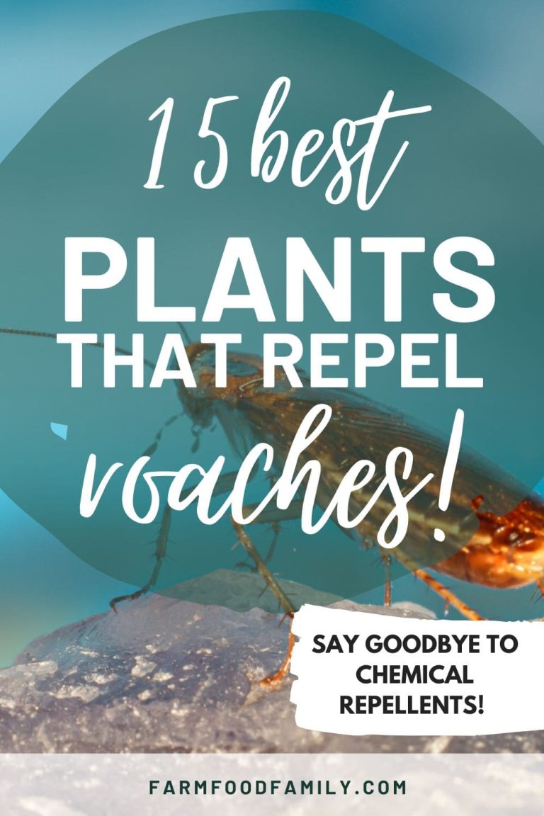15 Best Plants That Repel Roaches (Flowers, Herbs, and More)