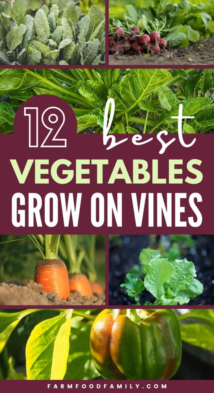 12 Best Climbing Vegetables That Grow On Vines (2024)