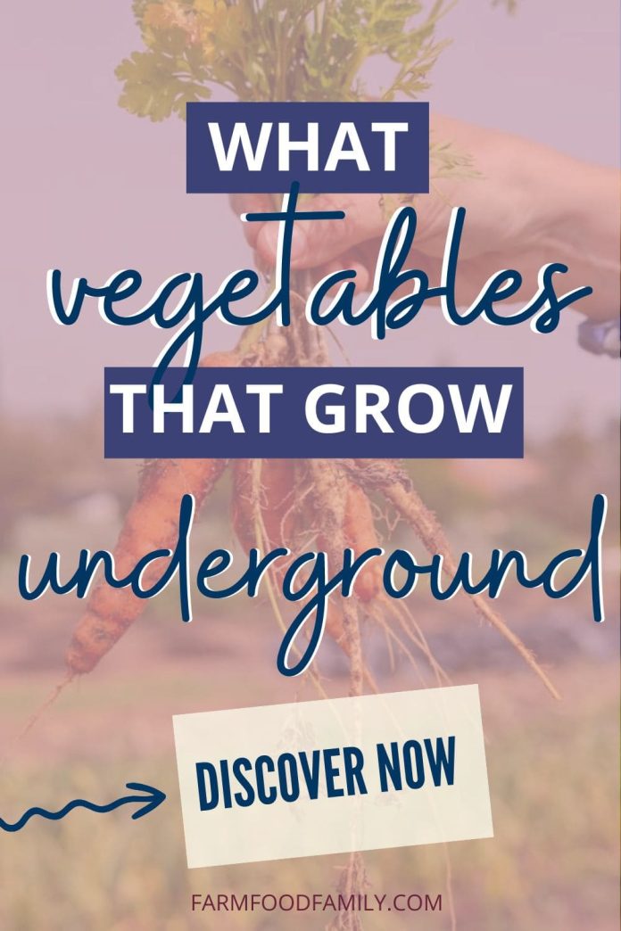 15 Best Vegetables That Grow Underground - Top Picks for 2024