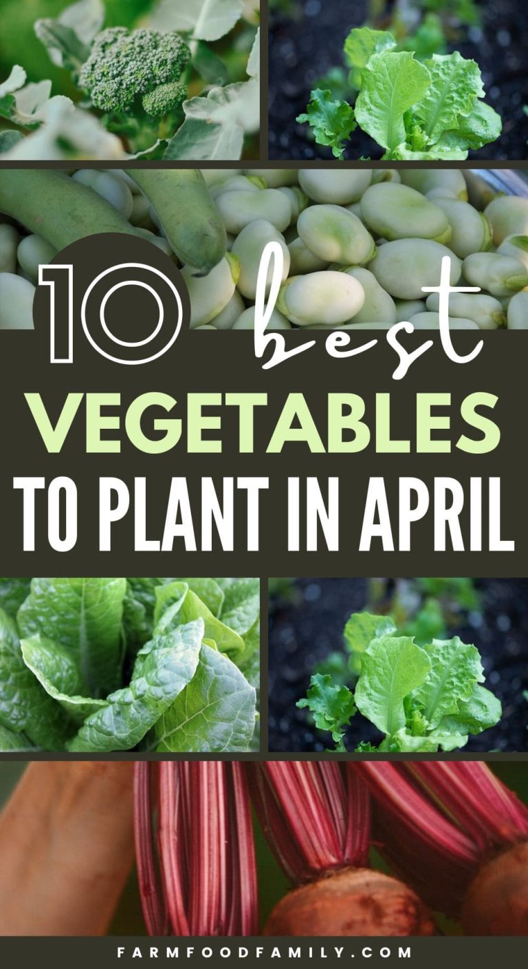 10 Best Vegetables to Plant in April 2024 - Quick Guide
