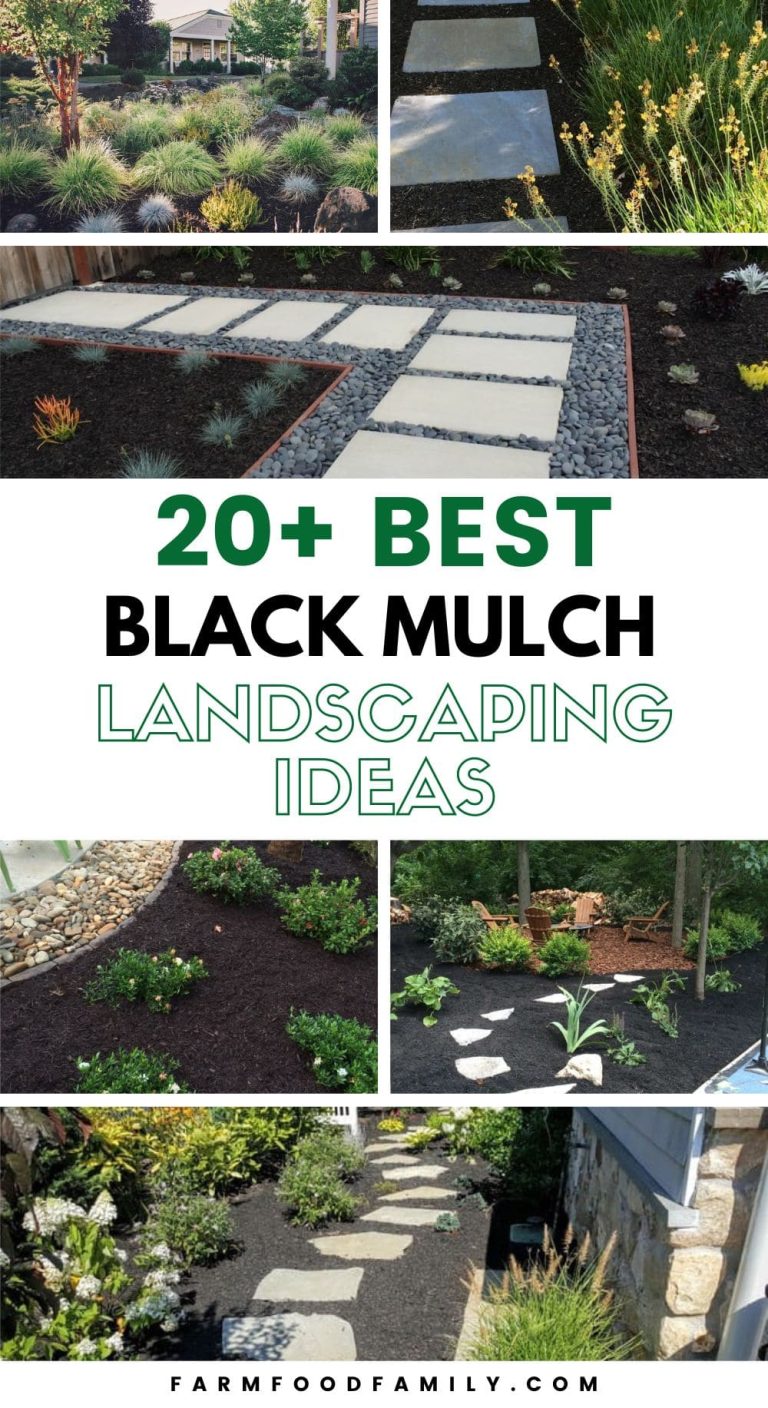 20+ Best Black Mulch Landscaping Ideas: 2024 Trends - FarmFoodFamily