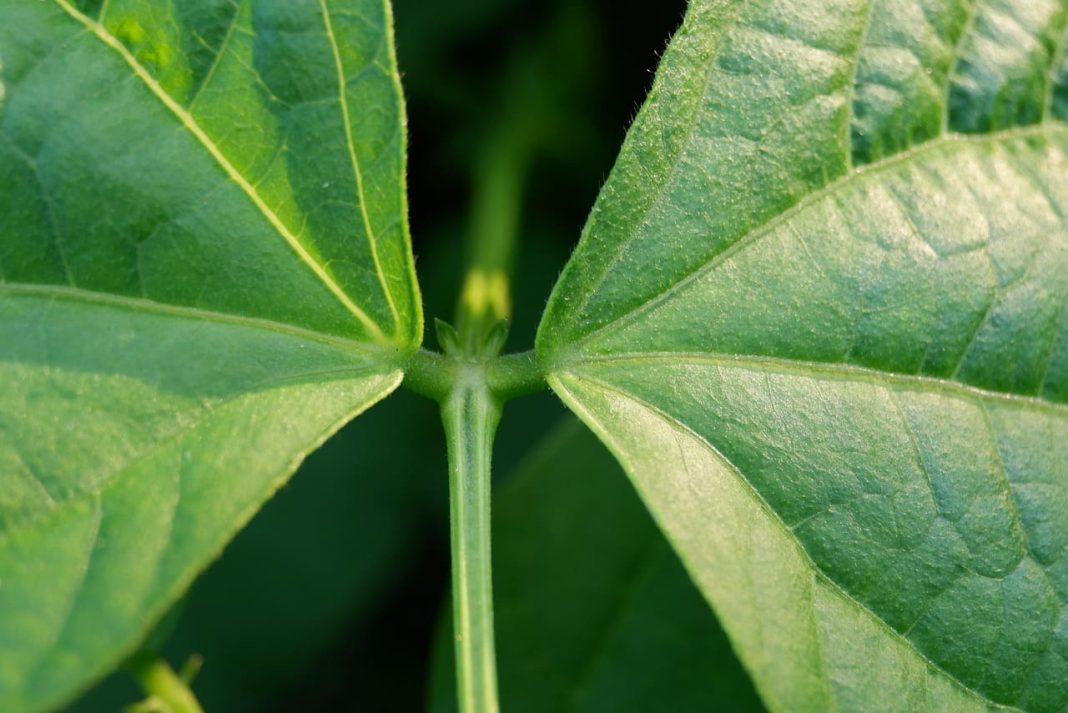 How to Grow Fava Beans (Broad Beans): Beginner's Guide (2024)