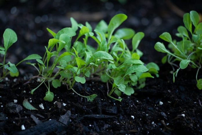 How To Plant, Grow, and Harvest Arugula Plants: 2024 Guide