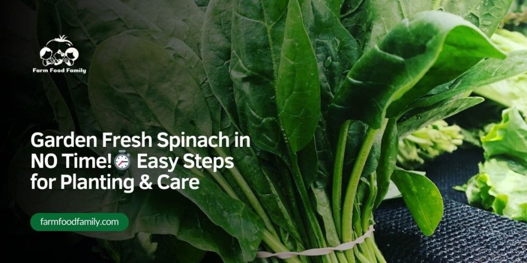 Ultimate Guide to Growing Spinach: Planting Tips, Care, and Harvesting ...