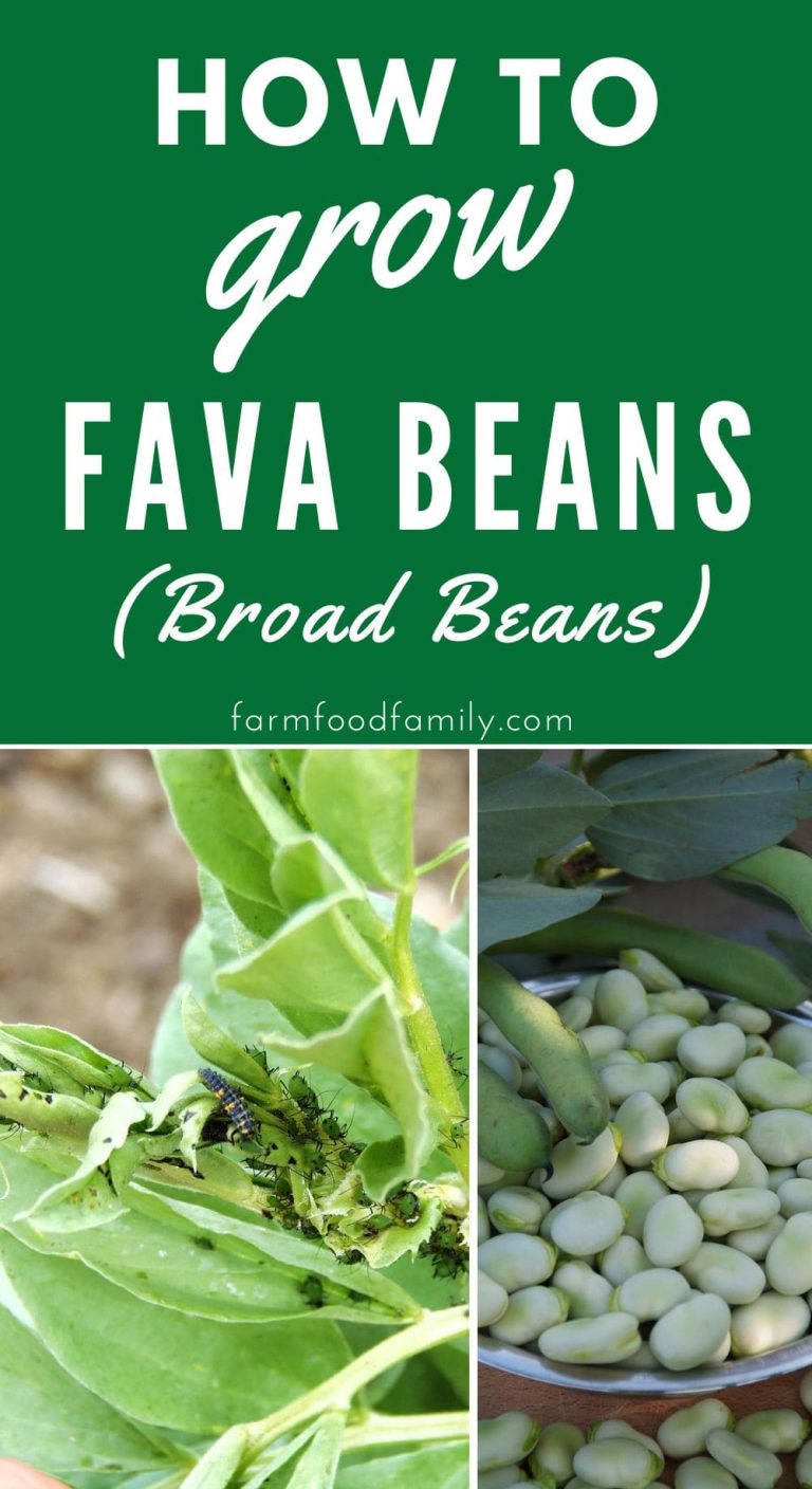 How to Grow Fava Beans (Broad Beans): Beginner's Guide (2024)