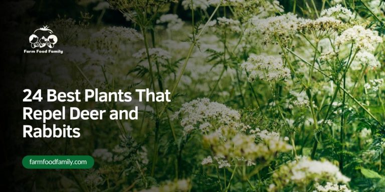 24 Best Plants That Repel Deer and Rabbits: 2024 Guide