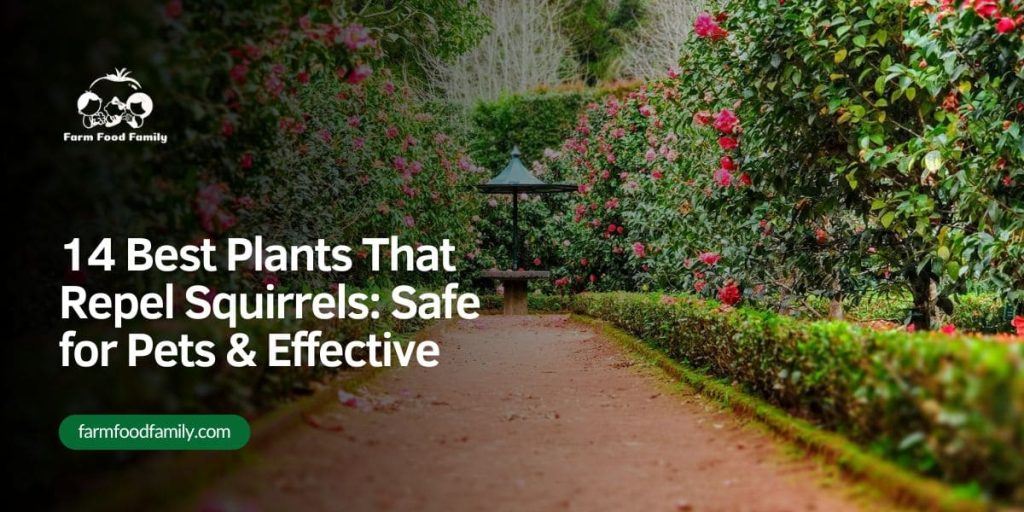 14 Best Plants That Repel Squirrels: 2024 Ultimate List
