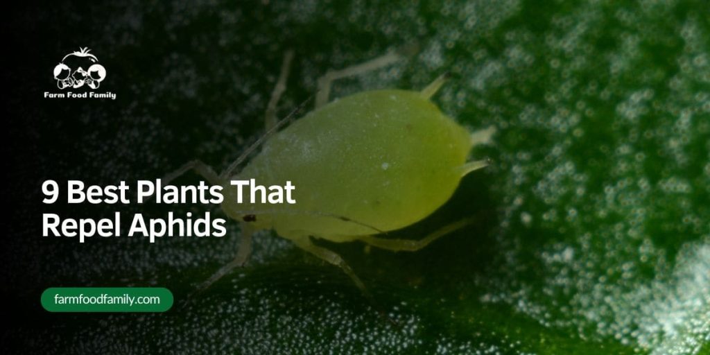 Top 9 Plants That Repel Aphids: 2024 Gardener’s Guide