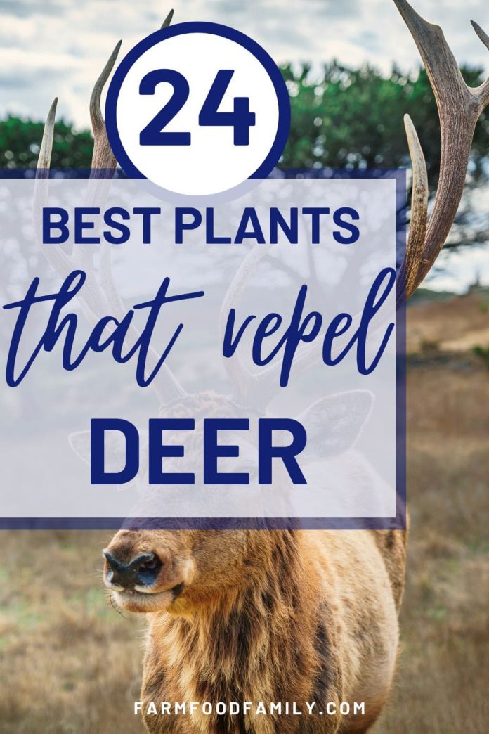 24 Best Plants That Repel Deer and Rabbits: 2024 Guide