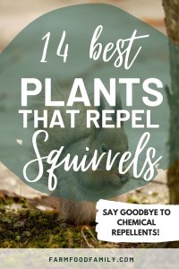 14 Best Plants That Repel Squirrels: 2024 Ultimate List