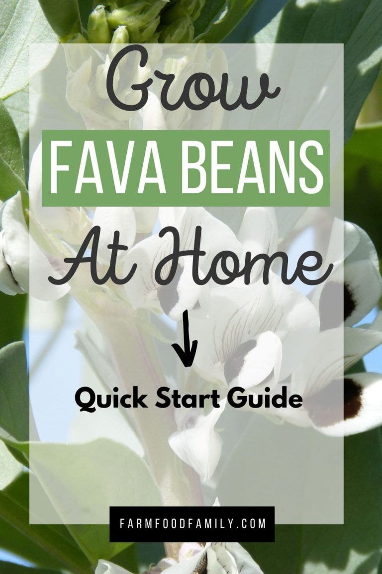 How to Grow Fava Beans (Broad Beans): Beginner's Guide (2024)