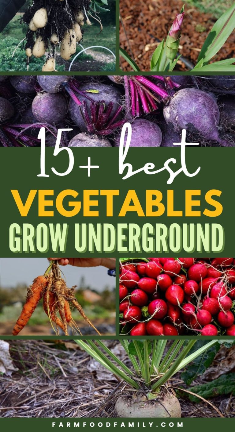 15 Best Vegetables That Grow Underground - Top Picks for 2024