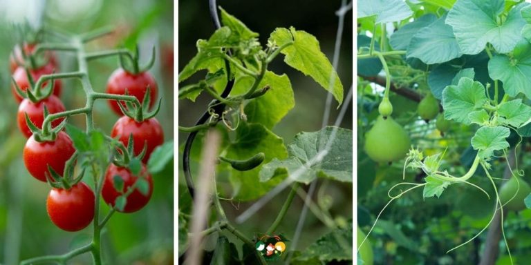 12 Best Climbing Vegetables That Grow On Vines (2024)