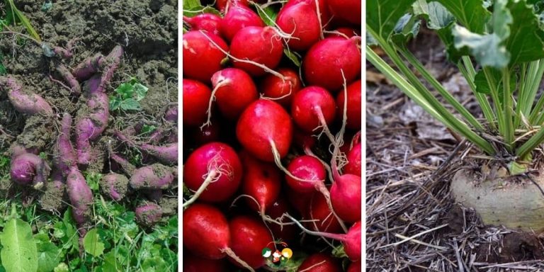 15 Best Vegetables That Grow Underground - Top Picks for 2024